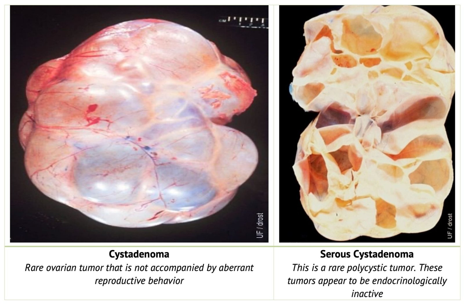 Reproductive Abnormalities of Ovaries in Animals | Vetscraft