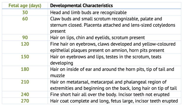 Assessment of Fetal Age in Cows | Bovine Age Determination