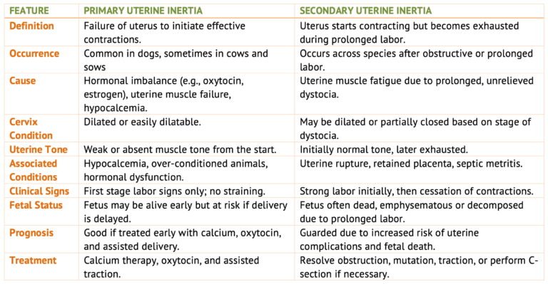 Uterine Inertia in Animals | Causes, Clinical Signs & Treatment