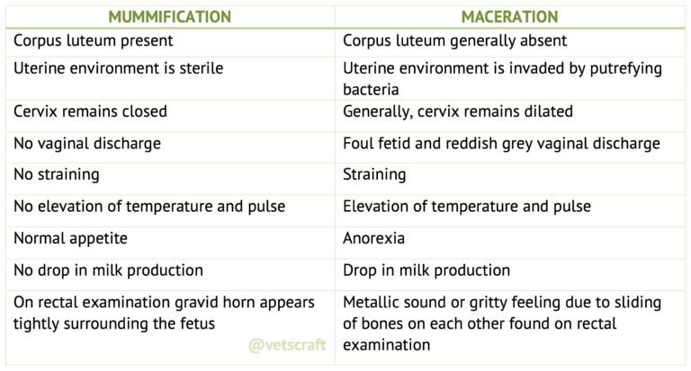 Fetal Maceration in Animals | Etiology, Clinical Signs & Treatment
