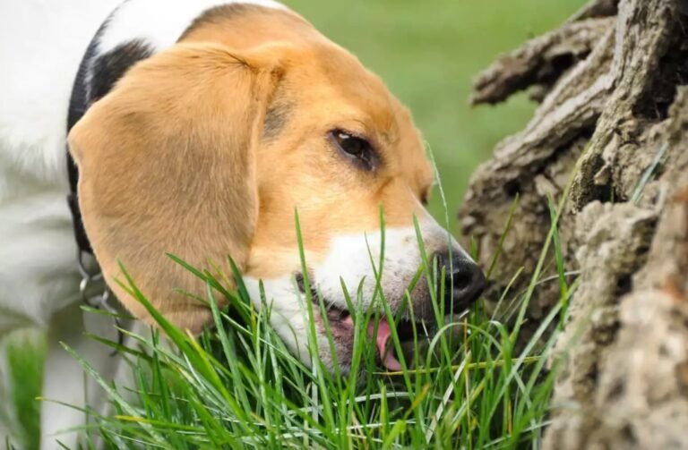 Feeding Management of Dogs | Feeding Schedule & Requirements