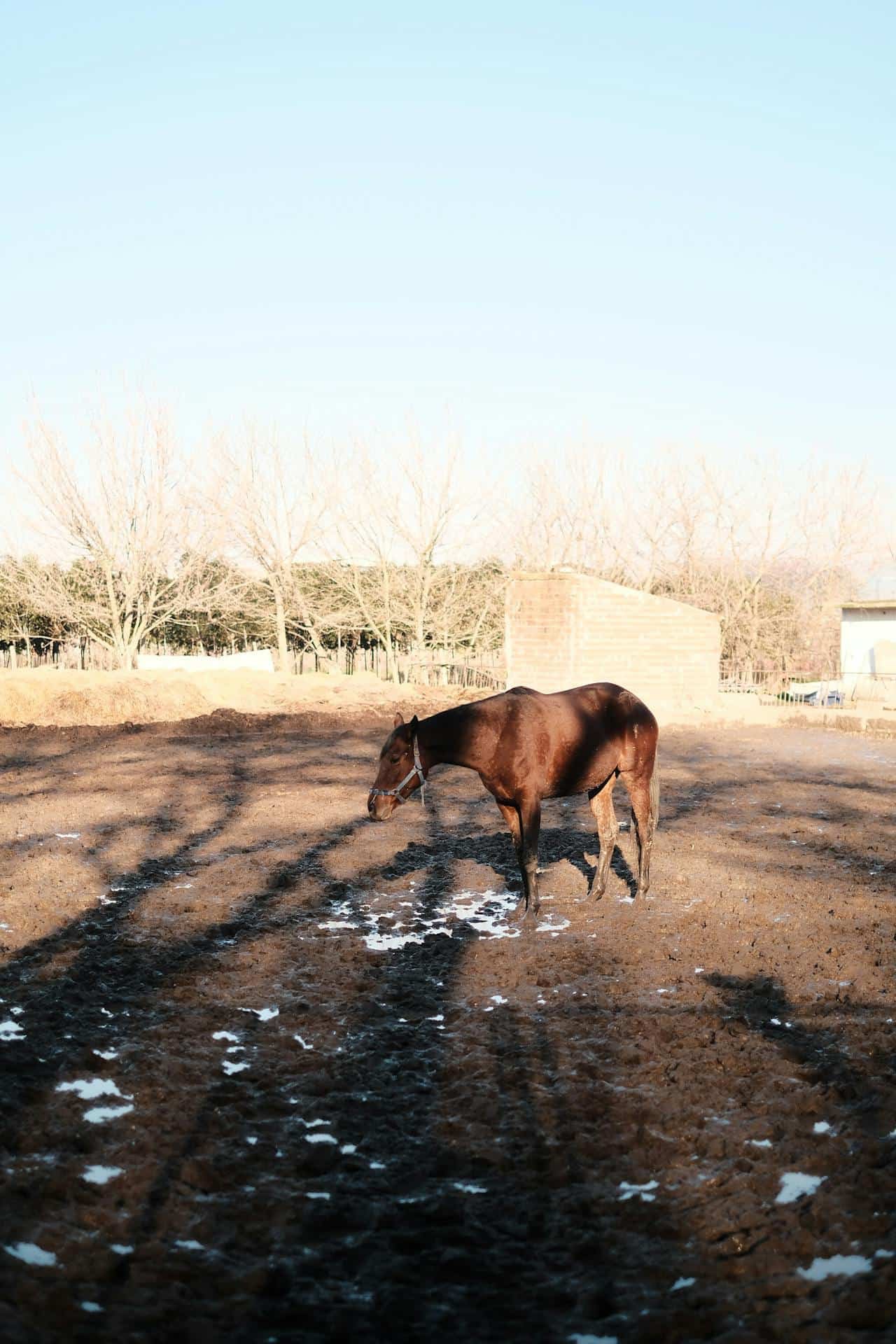 Dourine | caused by Trypanosoma Equiperdum