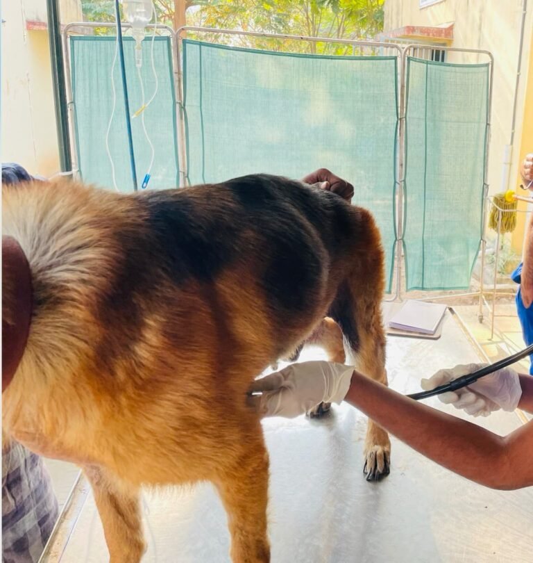 Development of Face (Mouth, Lips and Gums, Cheeks, Palates) in animals