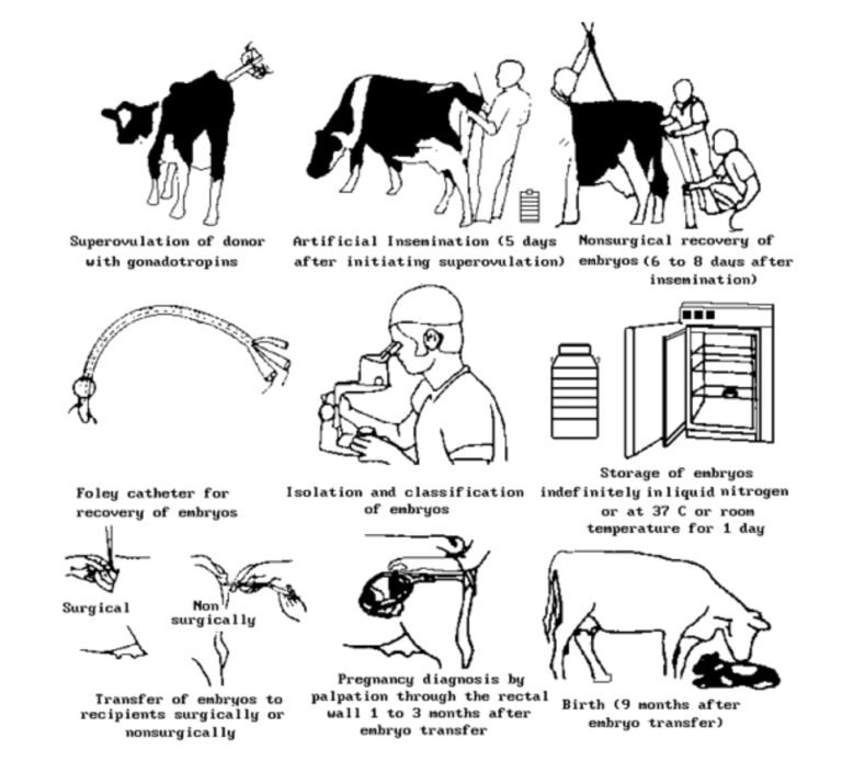 Embryo Transfer in Swines (Female Pigs) | Detailed Procedure