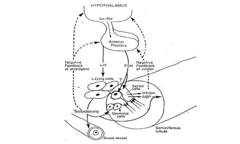 Endocrinology of Male Reproduction in Animals: Hormonal Control