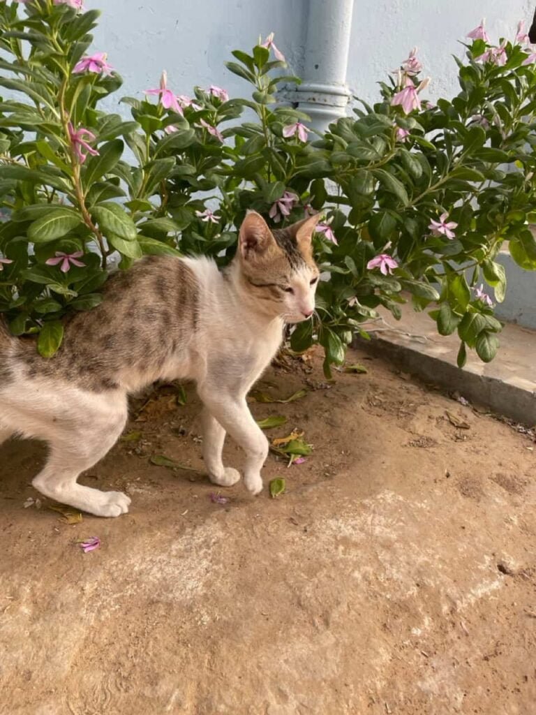 General Veterinary Pharmacology | 3rd Year BVSc and AH Notes