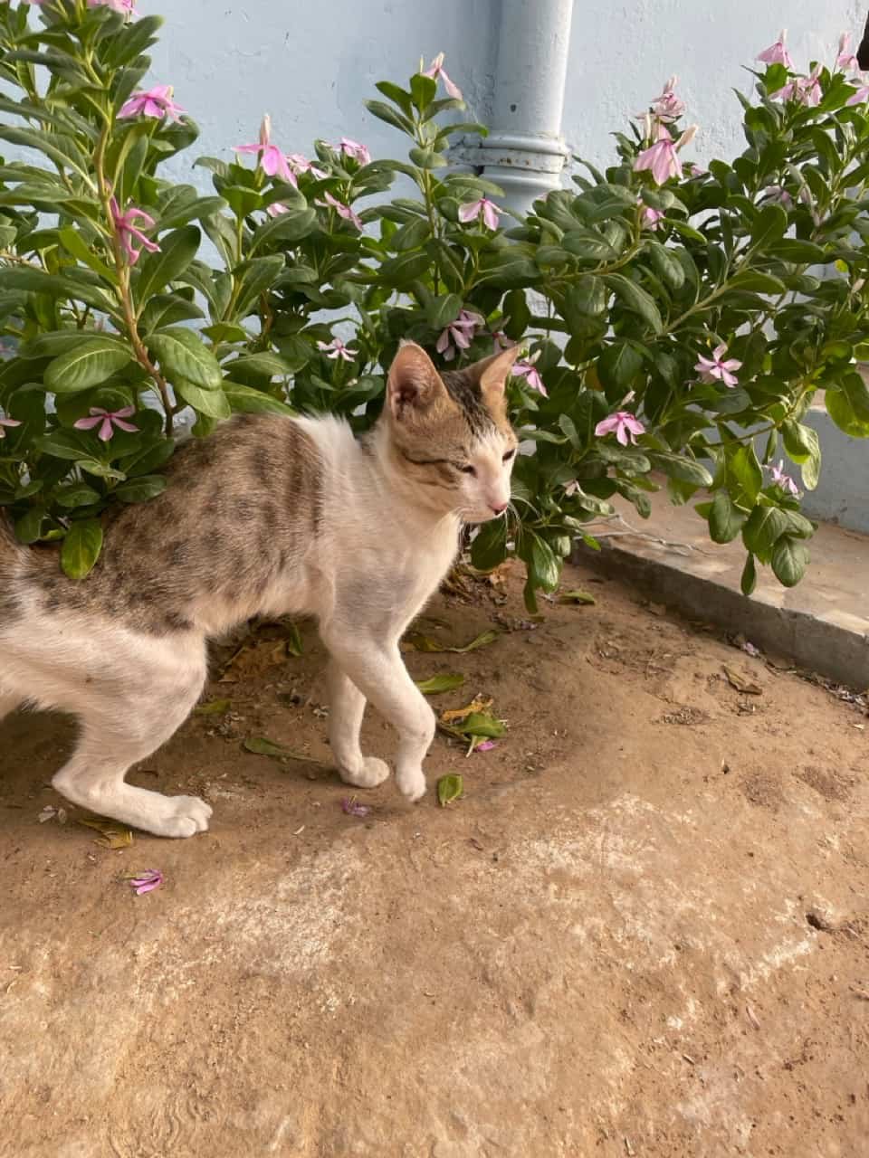 Enteritis in Animals | Inflammation of the Intestinal Mucosa