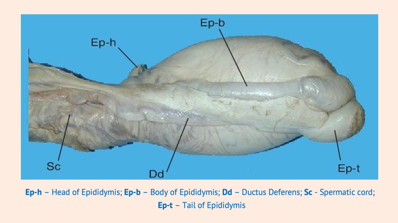 Epididymis in Animals: Structure, Functions, and Role
