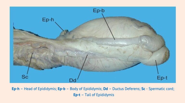 Epididymis in Animals: Structure, Functions, and Role