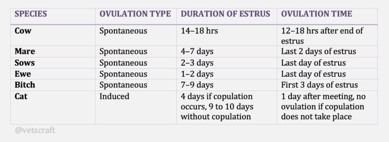 Ovulation in Animals | Release of Oocyte from Graafian Follicle