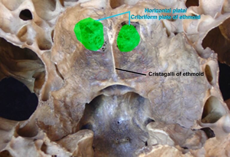 Ethmoid Bone of Domestic Animals | Cranial Bones | Anatomy