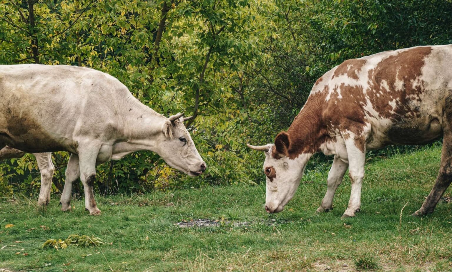 Factors Affecting Spermatogenesis in Male Animals | Andrology
