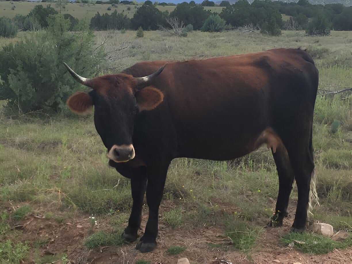 Freemartin in Animals | Infertile Female with Modified Genital Tract