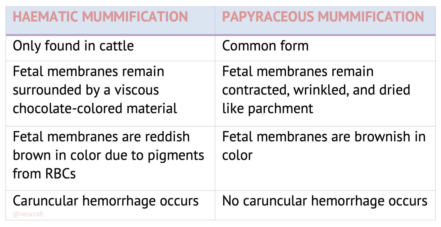 Fetal Mummification in Animals | Etiology, Diagnosis & Treatment