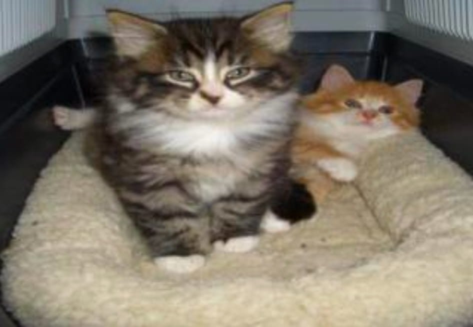 Introducing a Cat to a House | Housing and Management of Cats