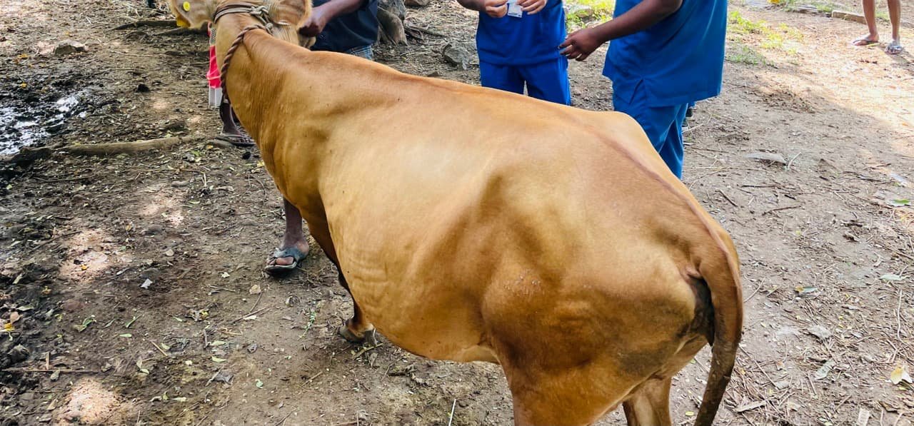 Hock joint of Animals | Veterinary Anatomy | vetscraft