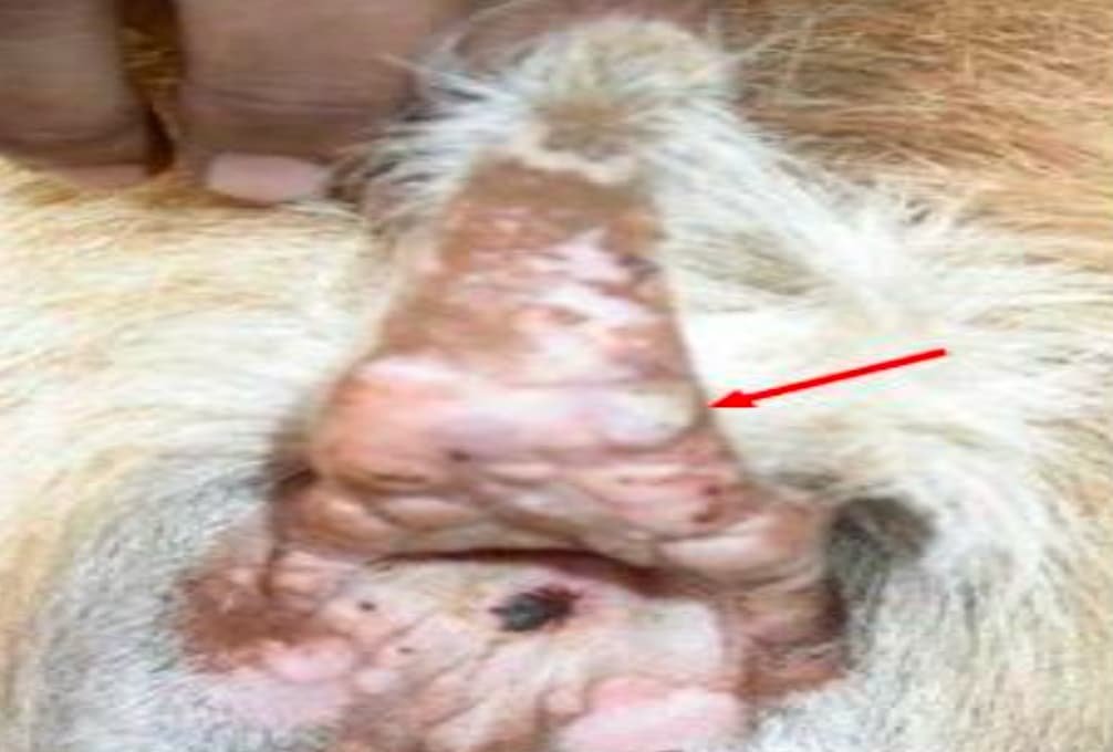 Sheep and Goat Pox | Viral Disease of Animals | Veterinary Notes