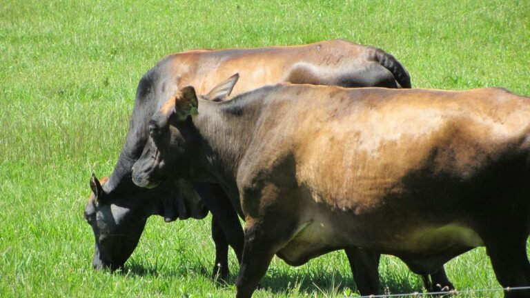 Management of Bulls for Breeding Purpose