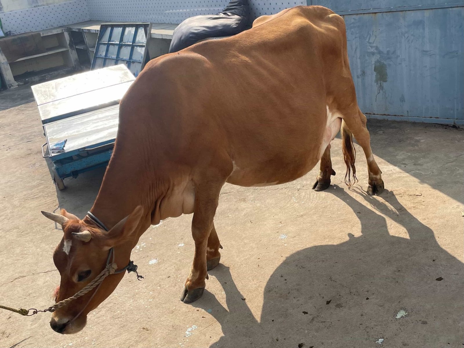 Mastitis (Mammitis) | Inflammation of Mammary Glands in Animals