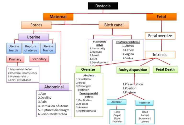 Causes of Dystocia in Animals | Etiology of Dystocia