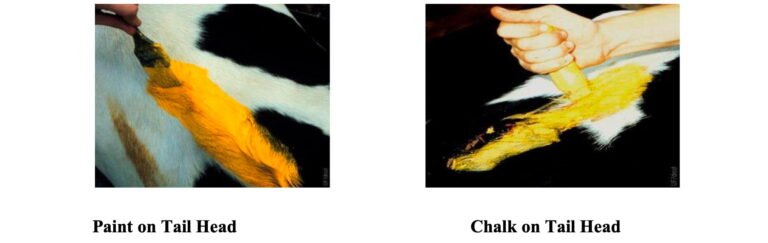 Estrus Detection in Farm Animals | Aids in Heat Detection