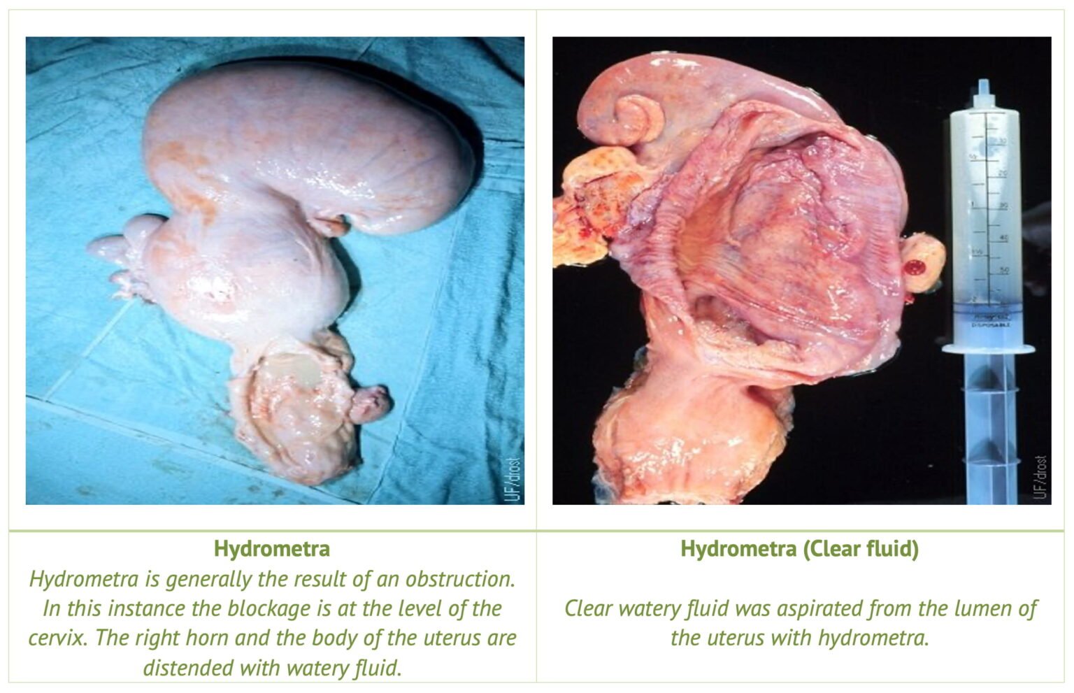 Mucometra or Hydrometra | Etiology, Pathogenesis & Treatment
