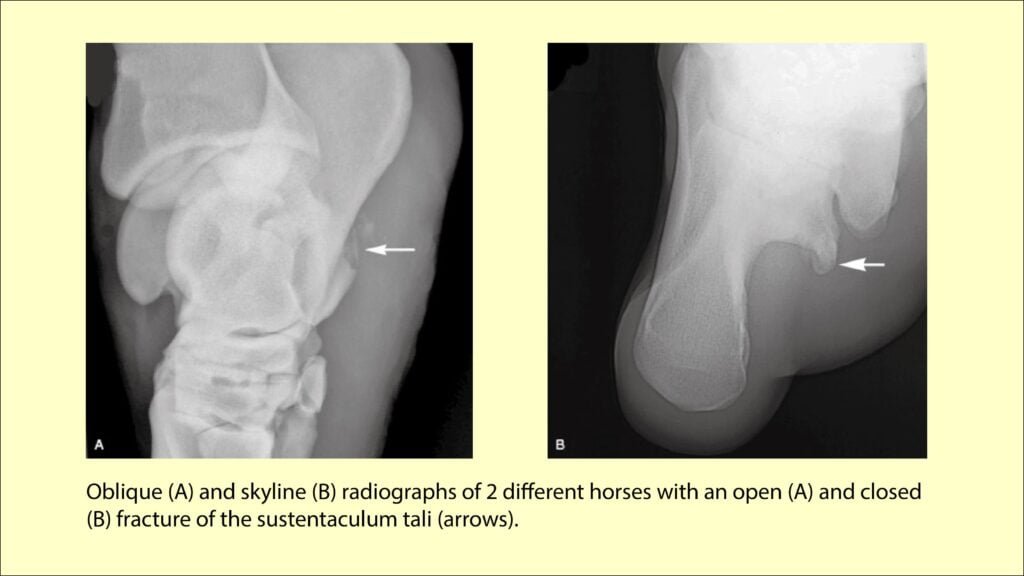 Thoroughpin in Horses - Tenosynovitis or effusion of Tarsal Sheath