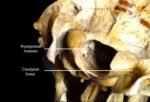 Occipital Bone of Domestic Animals | Cranial Bones