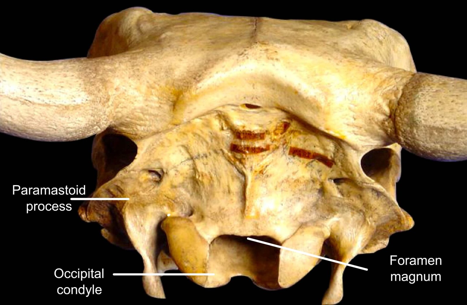 Occipital Bone of Domestic Animals | Cranial Bones