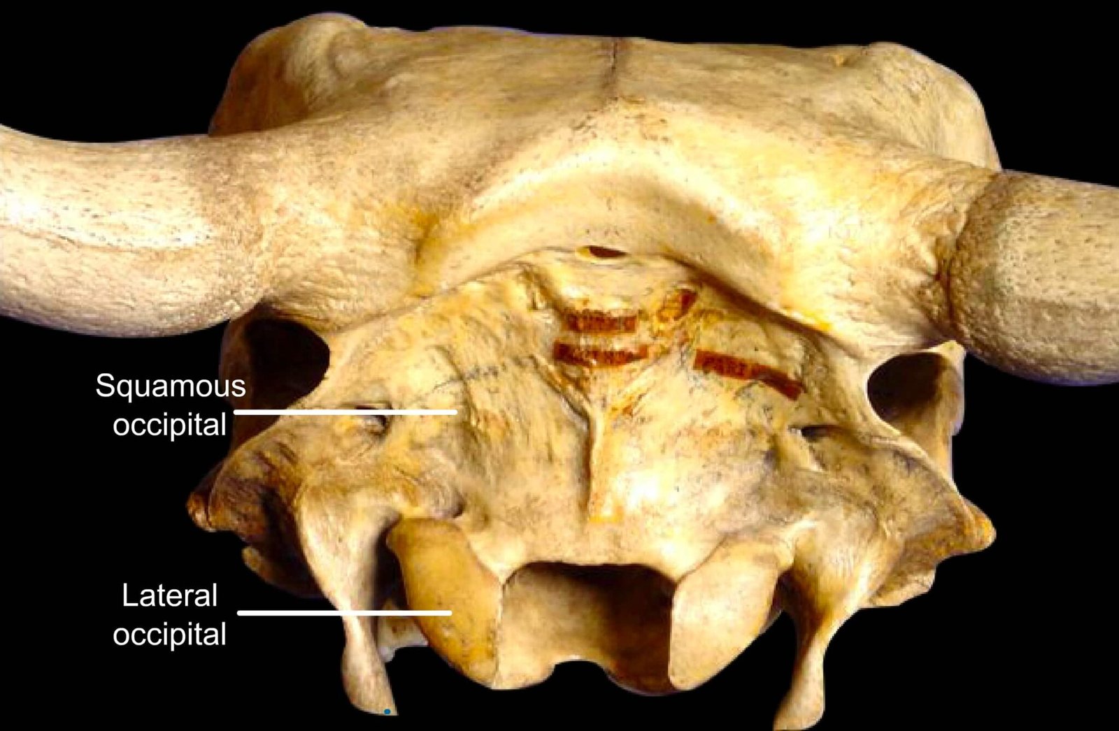 Occipital Bone of Domestic Animals | Cranial Bones