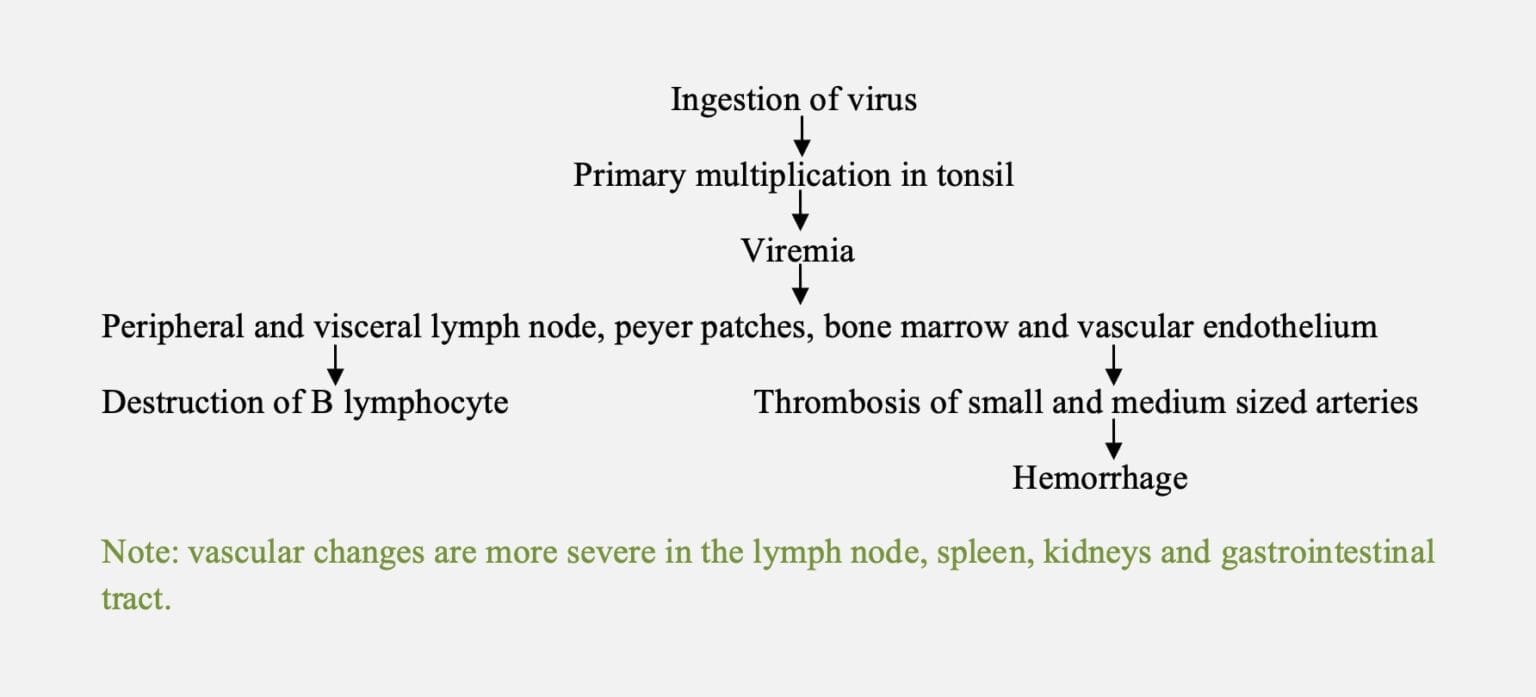 Classical Swine Fever (Hog Cholera) | Veterinary Medicine Notes
