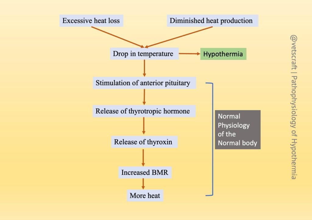 Hypothermia | Etiology, Clinical findings, Treatment & Prognosis