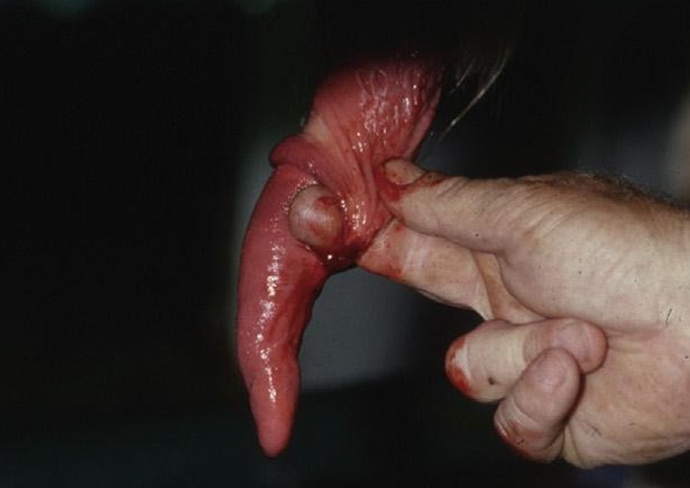 Persistent Frenulum in Bulls | Procedure of Surgical Correction