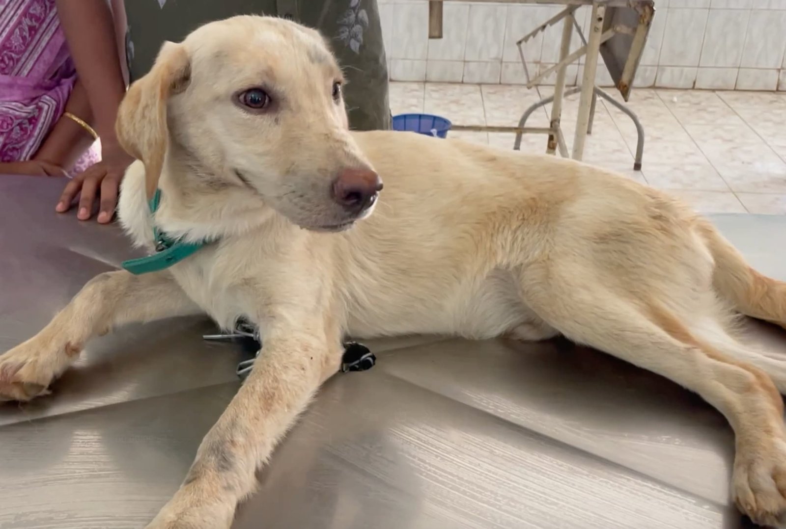 Canine Distemper (CD) | Carre’s disease | Hard Pad Disease