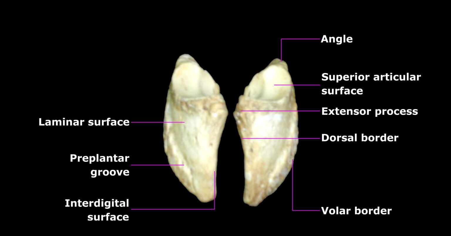 Phalanges of Forelimb in Ox, Horse, Pig, Dog, Rabbit, Fowl, Sheep