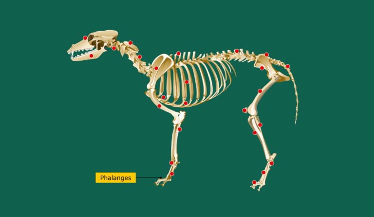 Phalanges of Forelimb in Ox, Horse, Pig, Dog, Rabbit, Fowl, Sheep