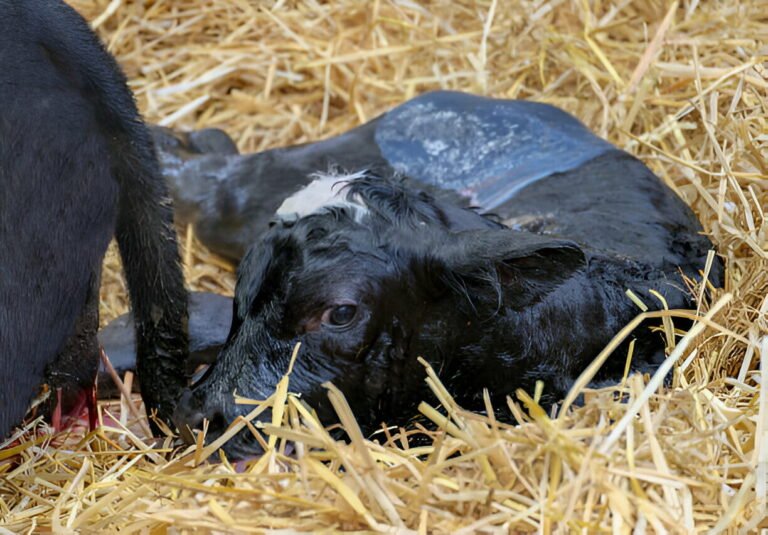 Postpartum Haemorrhage in Animals: Causes, Signs & Treatment