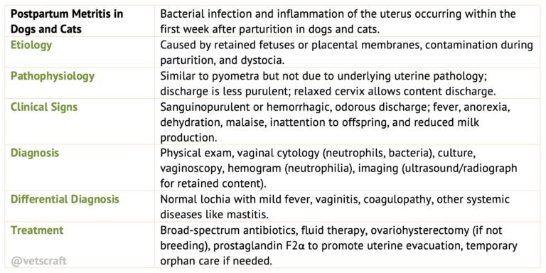 Postpartum Metritis in Dogs and Cats | Canine & Feline Metritis