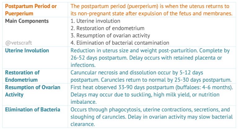 Postpartum Period or Puerperium