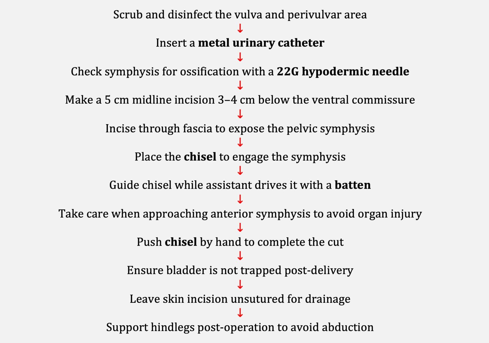 Pelvic Symphysiotomy in Cows: Indication, Instruments, Procedure