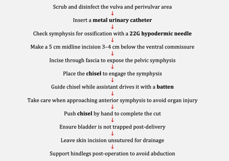 Pelvic Symphysiotomy in Cows: Indication, Instruments, Procedure