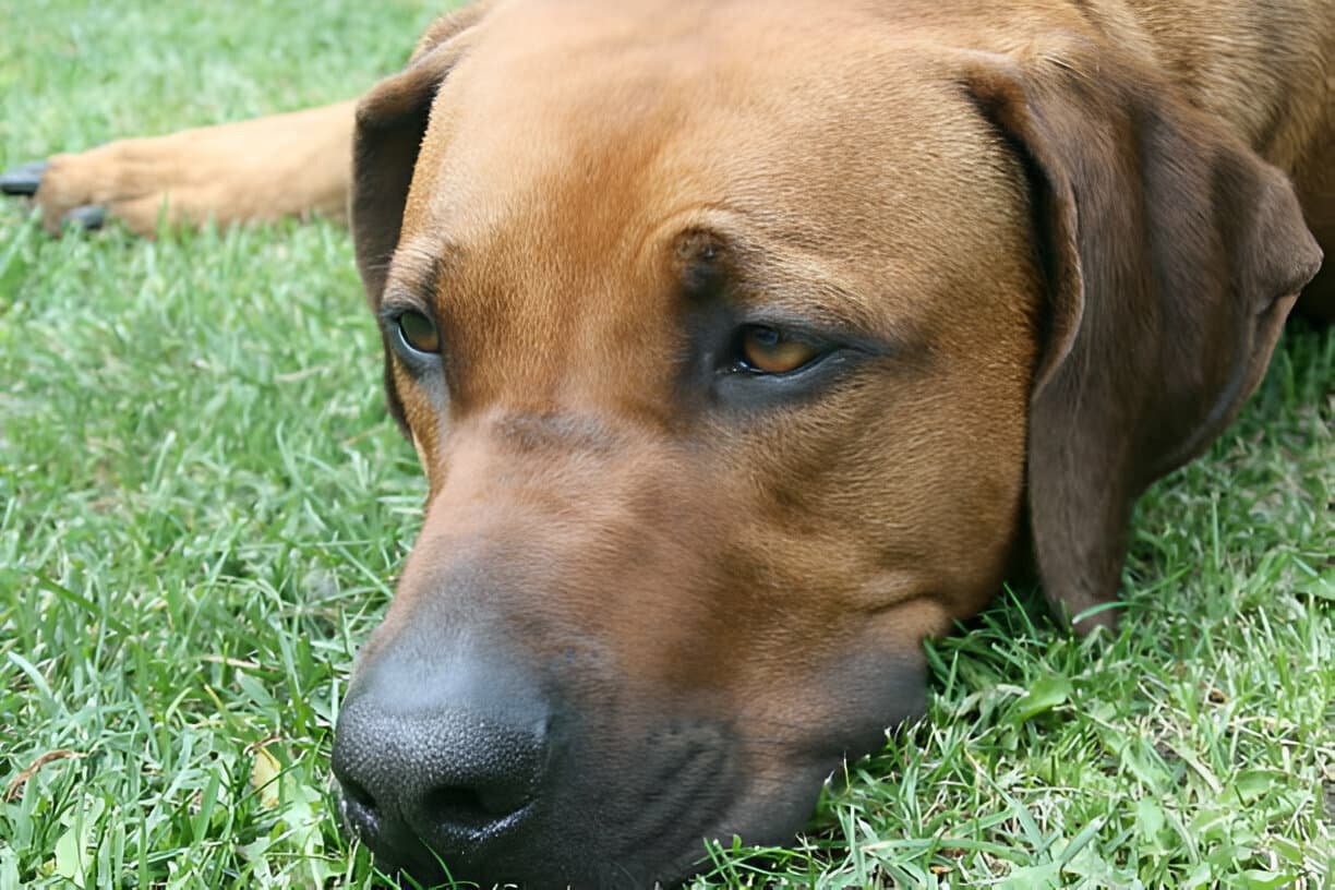 Prolonged Interestrus Interval in Bitches (Female Dogs)