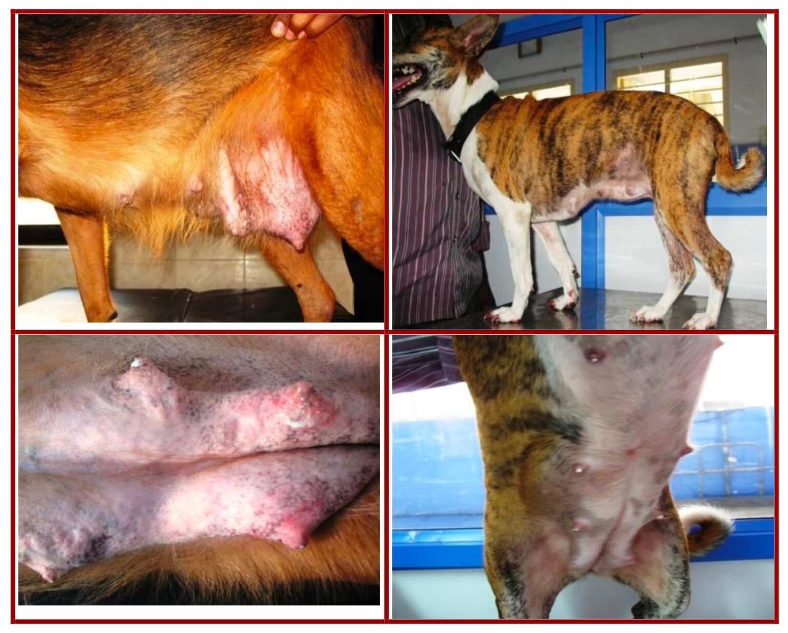 Pseudopregnancy in Dogs | Pseudocyesis in Female Dogs