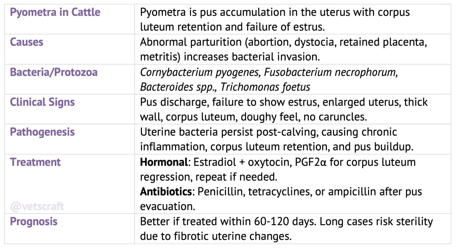 Pyometra in Cattle | Etiology, Signs, Pathogenesis & Treatment