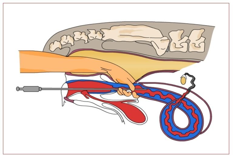 Artificial Insemination (AI) in Animals