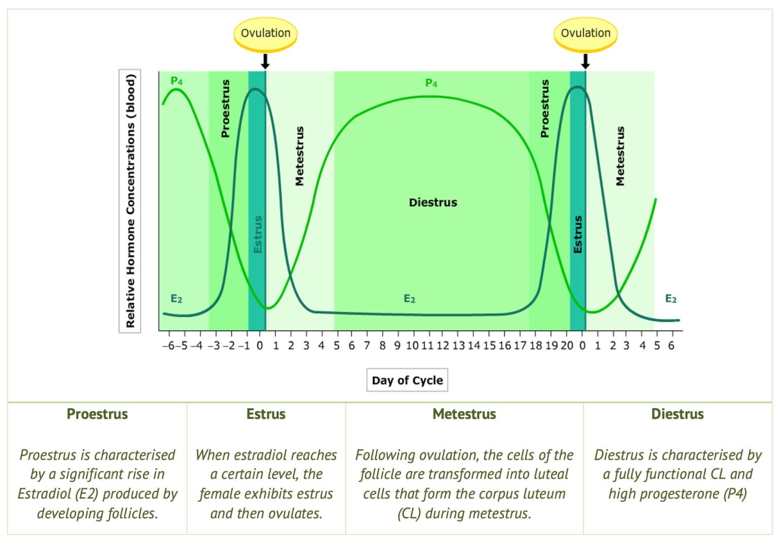 Oestrus Cycle in Animals | Types of Ovulators and Stages of Cycle