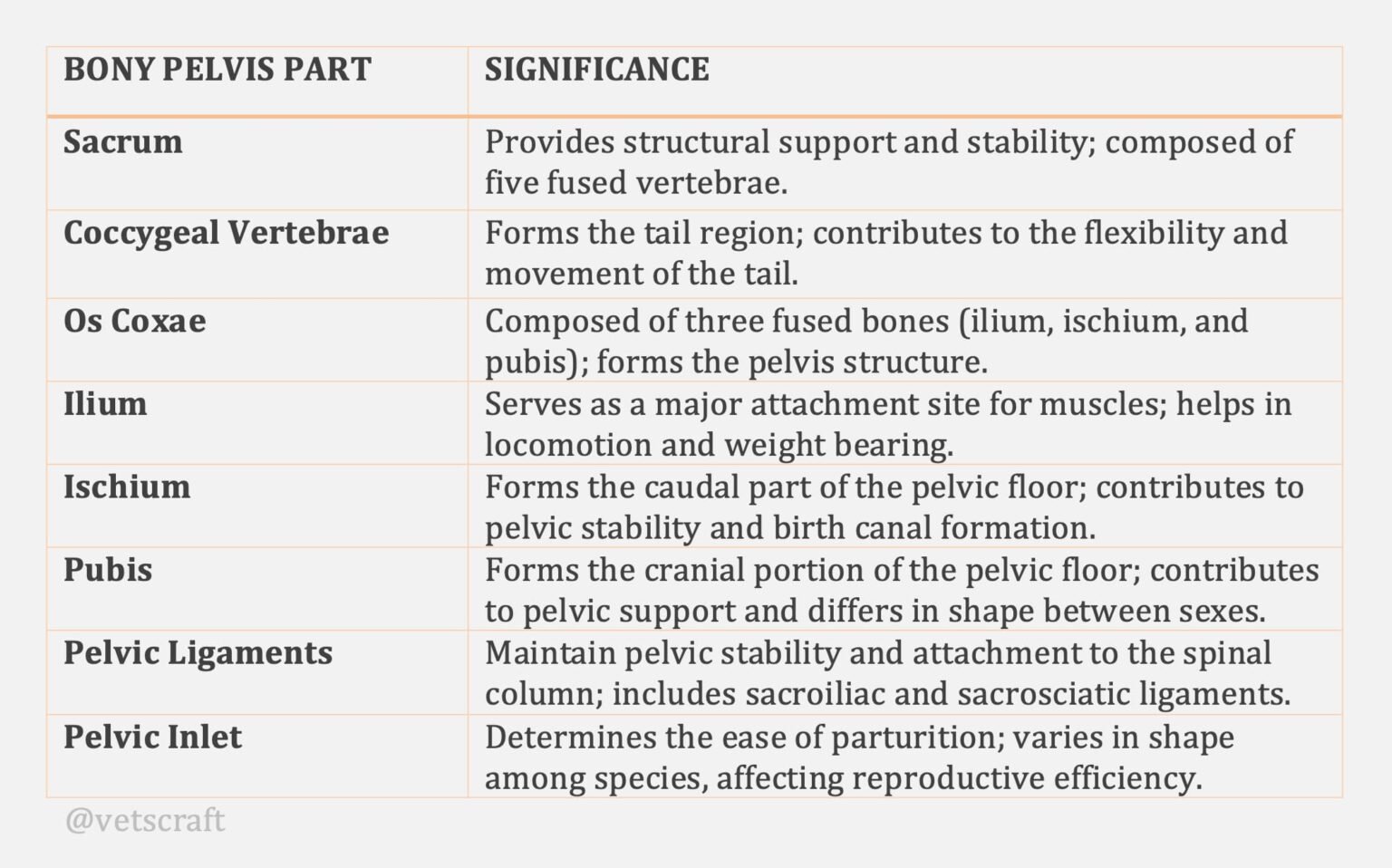 Reproductive Anatomy and Structure of the Bony Pelvis | VGO