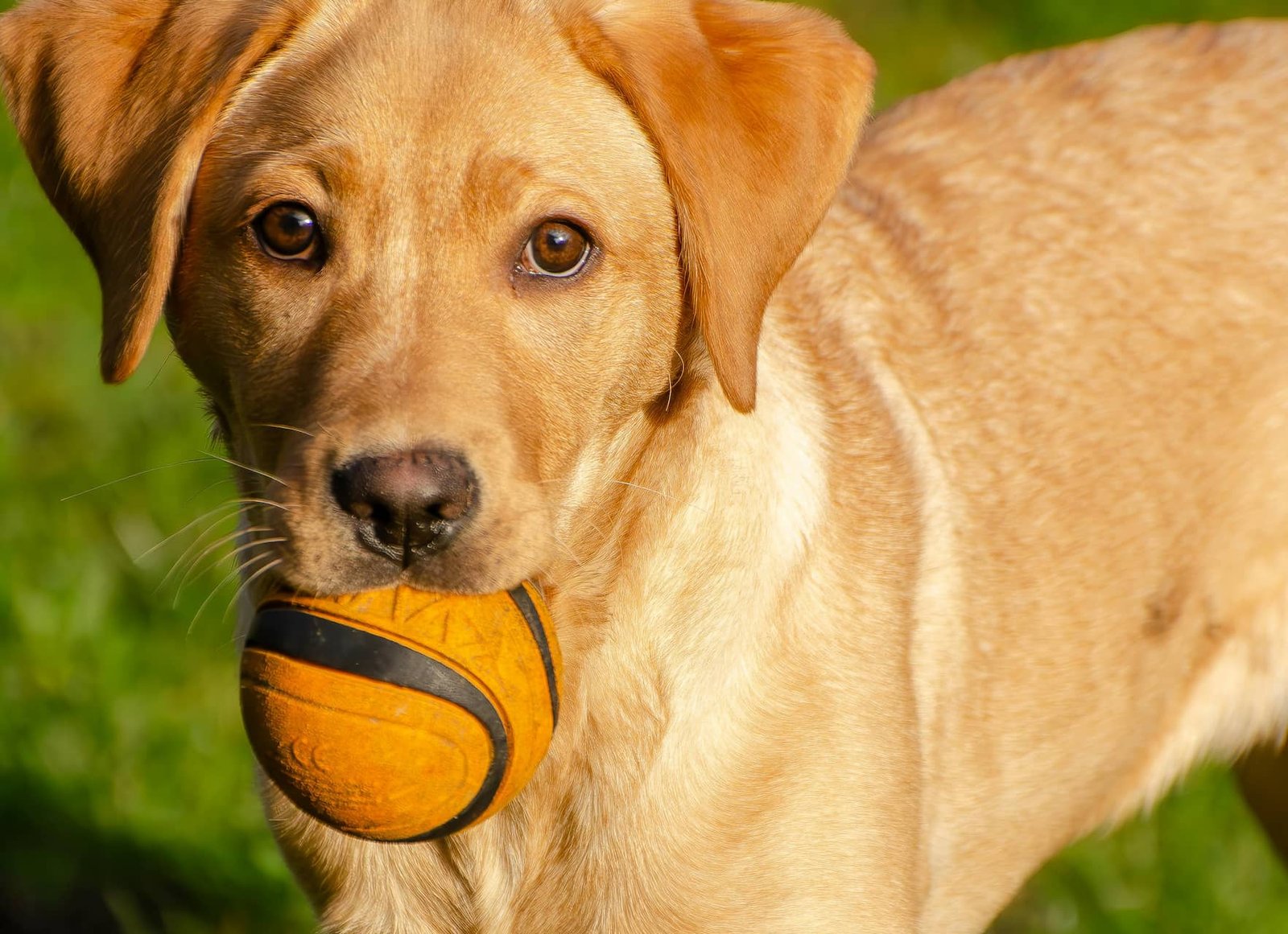 Retriever Dogs | Gun Dogs, Flushing Spaniels & Pointing Breeds