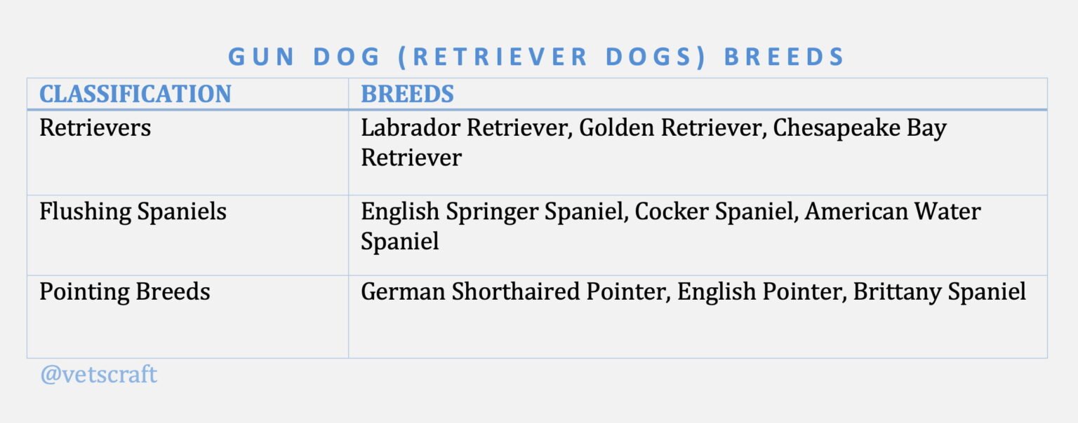 Retriever Dogs | Gun Dogs, Flushing Spaniels & Pointing Breeds