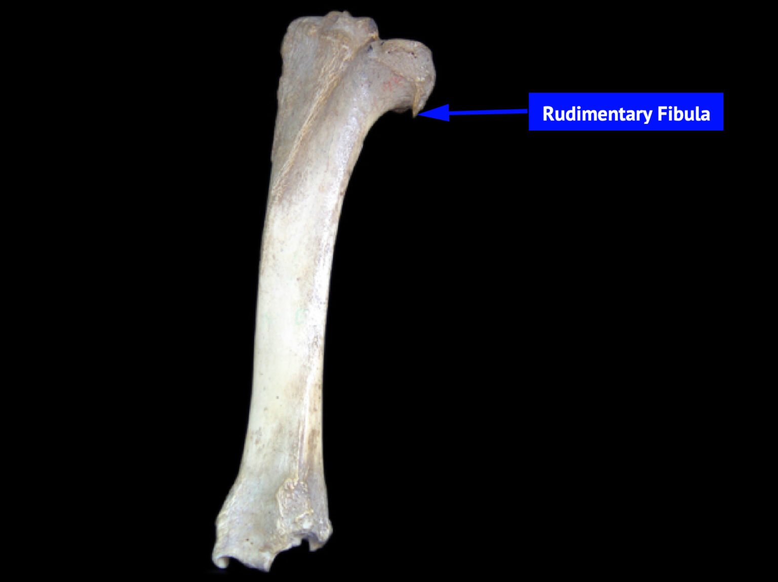 Fibula Bone of Ox, Horse, Sheep, Goat, Pig, Dog, Rabbit, and Fowl
